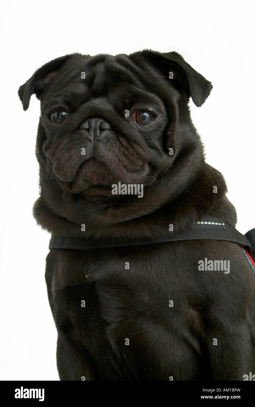 Schwarzer mops -Fotos und -Bildmaterial in hoher Auflösung – Alamy