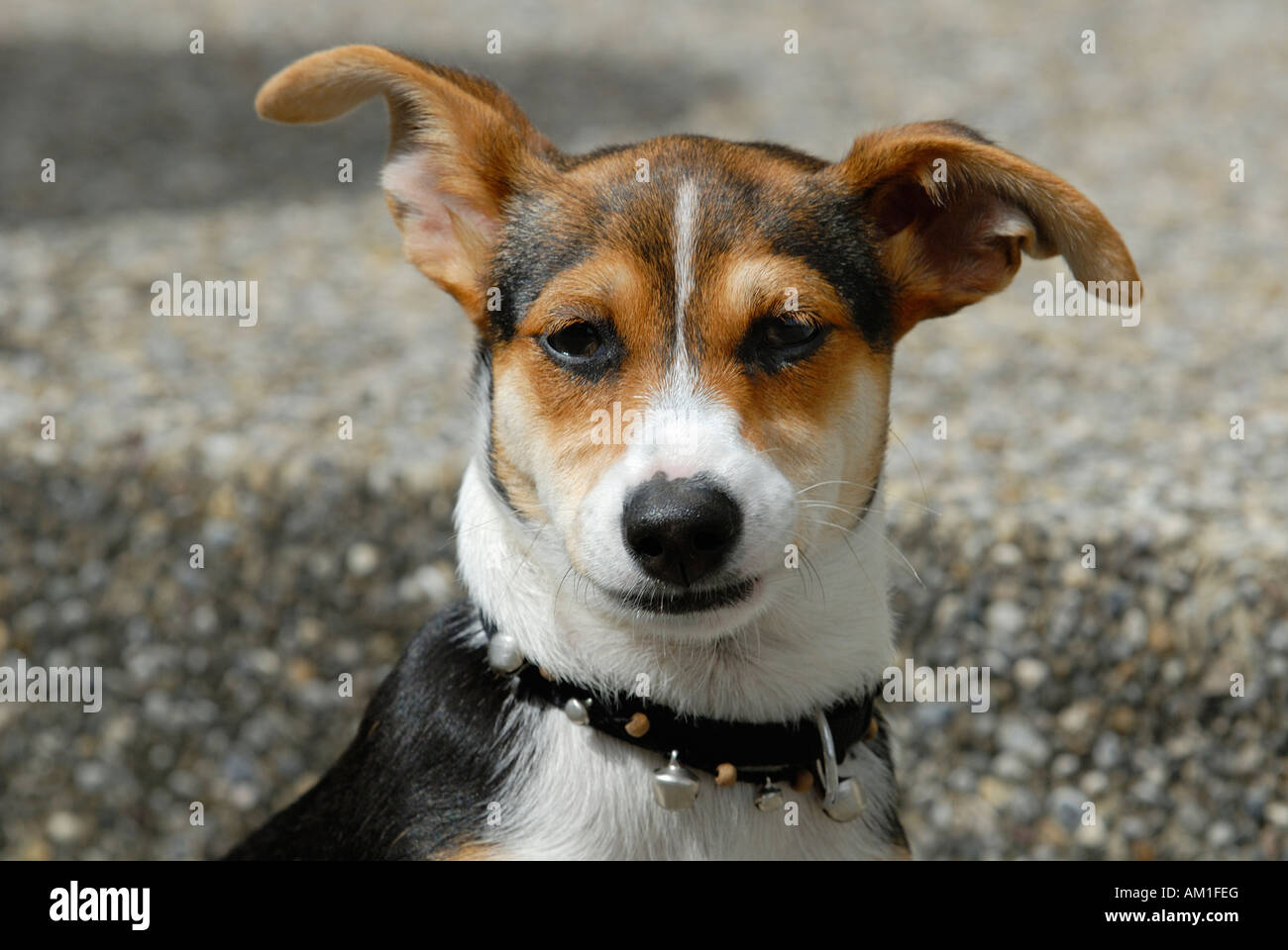 Jack russel terriers -Fotos und -Bildmaterial in hoher Auflösung – Alamy