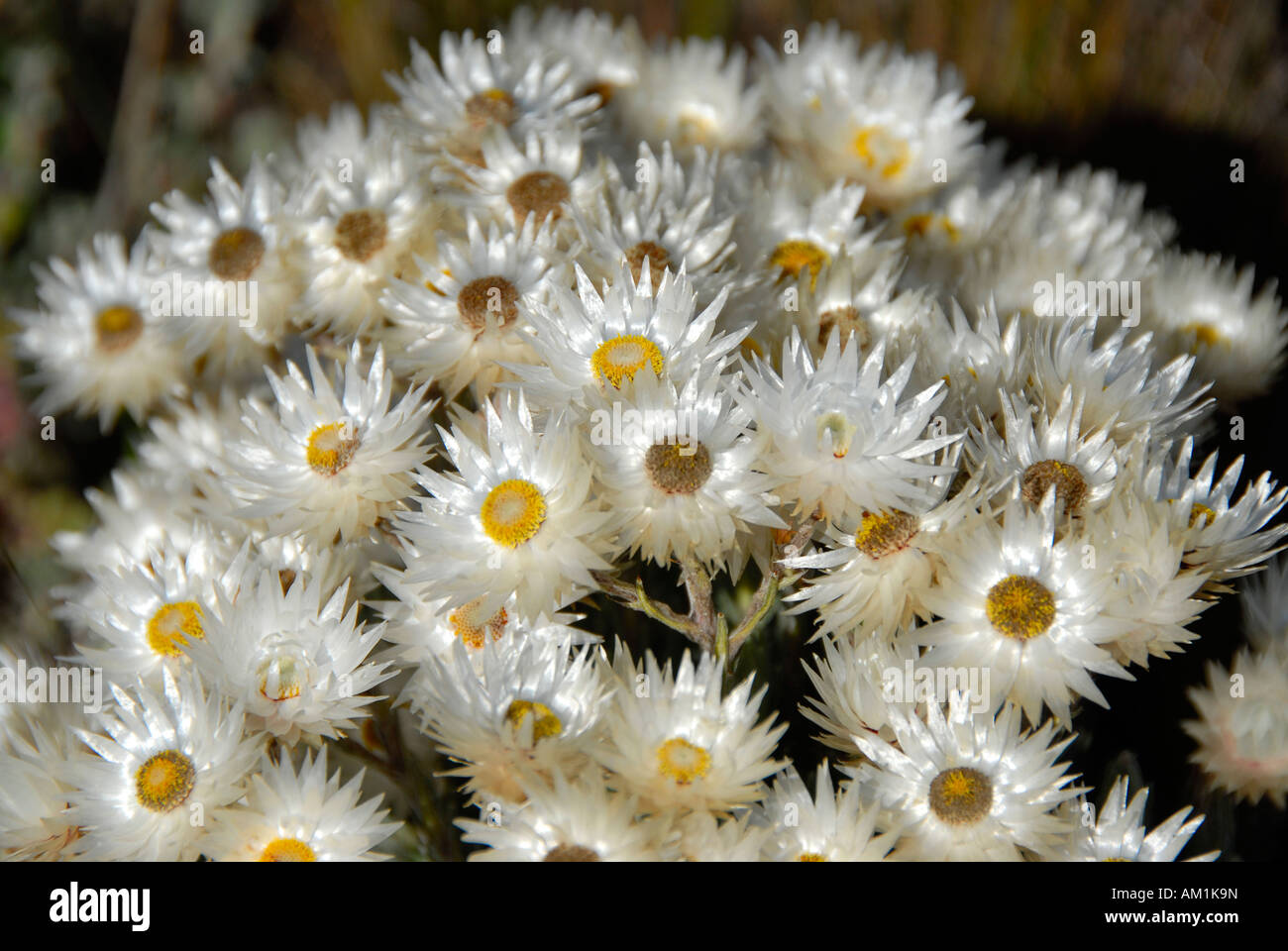 Helichrysum spp -Fotos und -Bildmaterial in hoher Auflösung – Alamy
