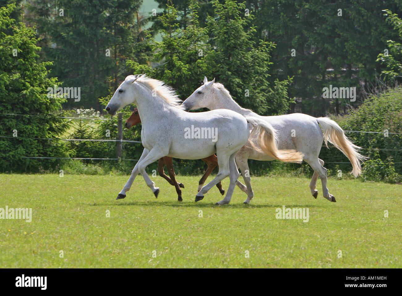 Weisse familie -Fotos und -Bildmaterial in hoher Auflösung – Alamy