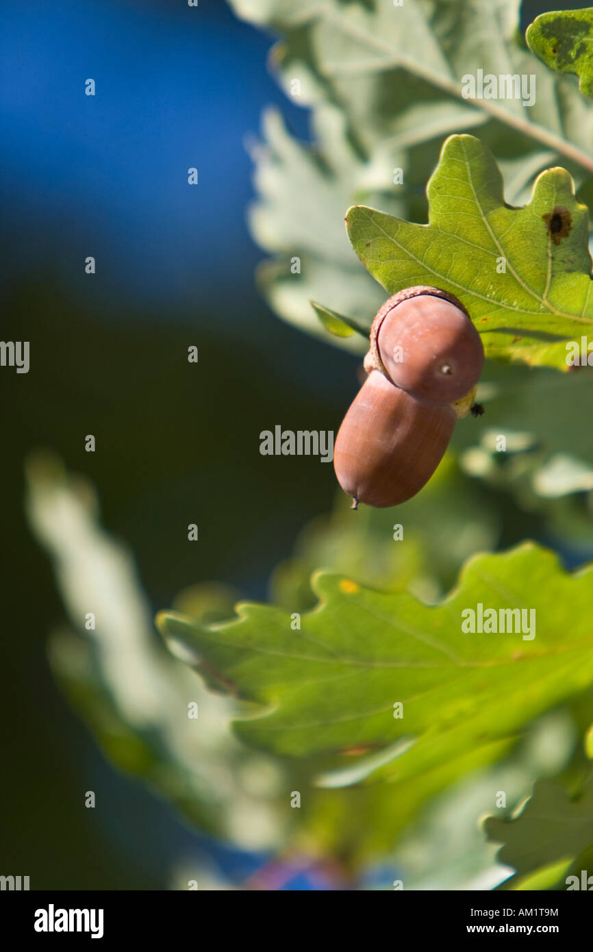 Eicheln und Eichenlaub am Baum (Quercus Robur Stockfotografie - Alamy