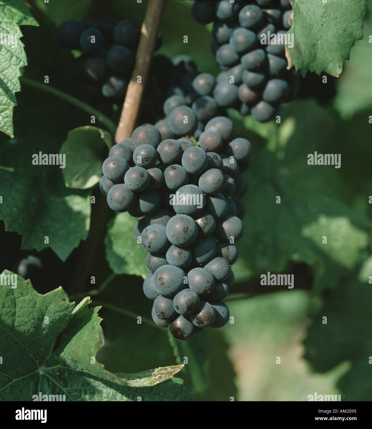 Variety grapevine -Fotos und -Bildmaterial in hoher Auflösung - Seite 7 ...
