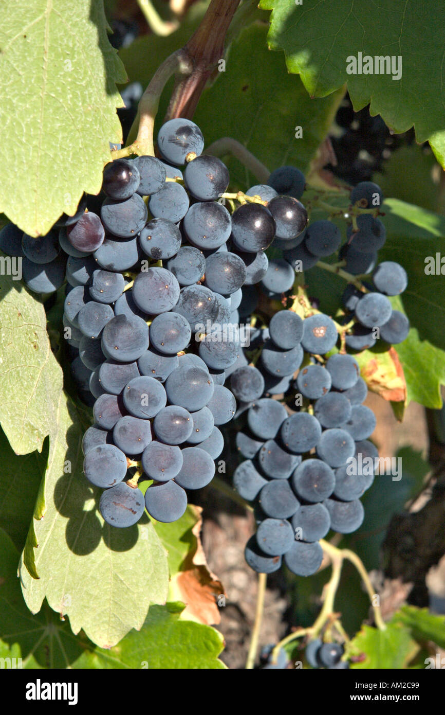 Trauben, die rebe anbauen -Fotos und -Bildmaterial in hoher Auflösung ...