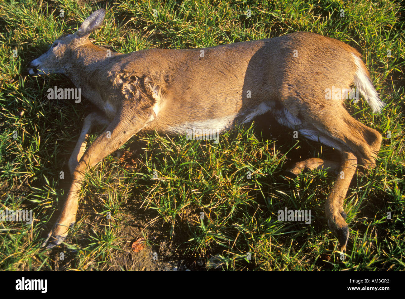 Dead doe -Fotos und -Bildmaterial in hoher Auflösung – Alamy