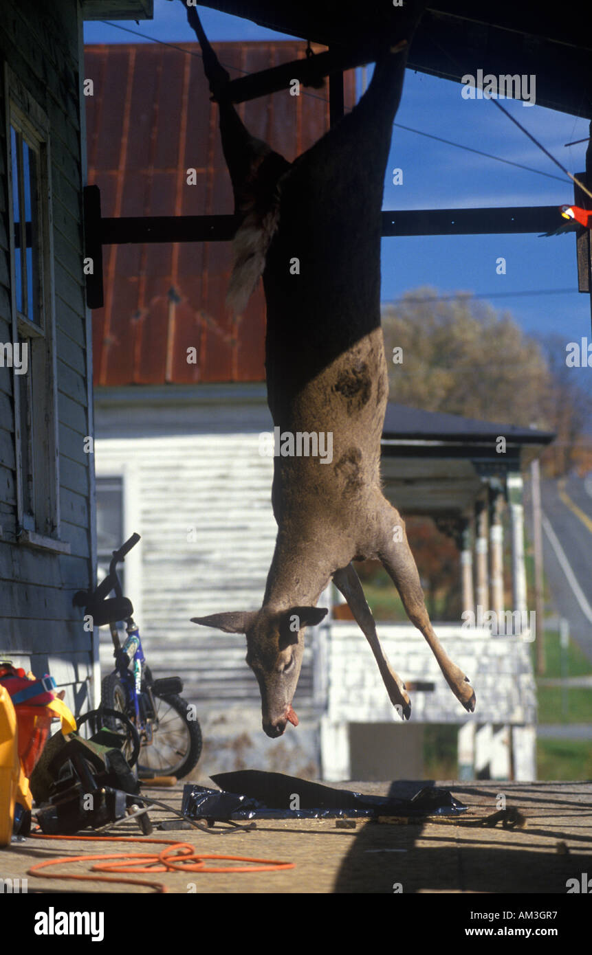Dead doe -Fotos und -Bildmaterial in hoher Auflösung – Alamy
