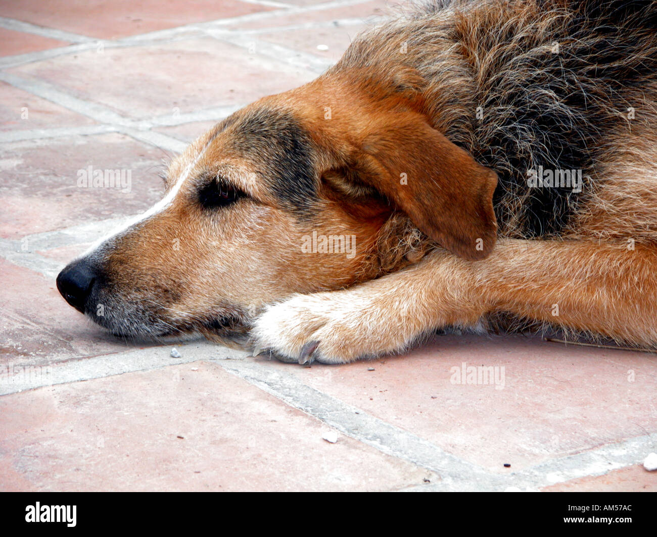 Dieser alte hund -Fotos und -Bildmaterial in hoher Auflösung – Alamy