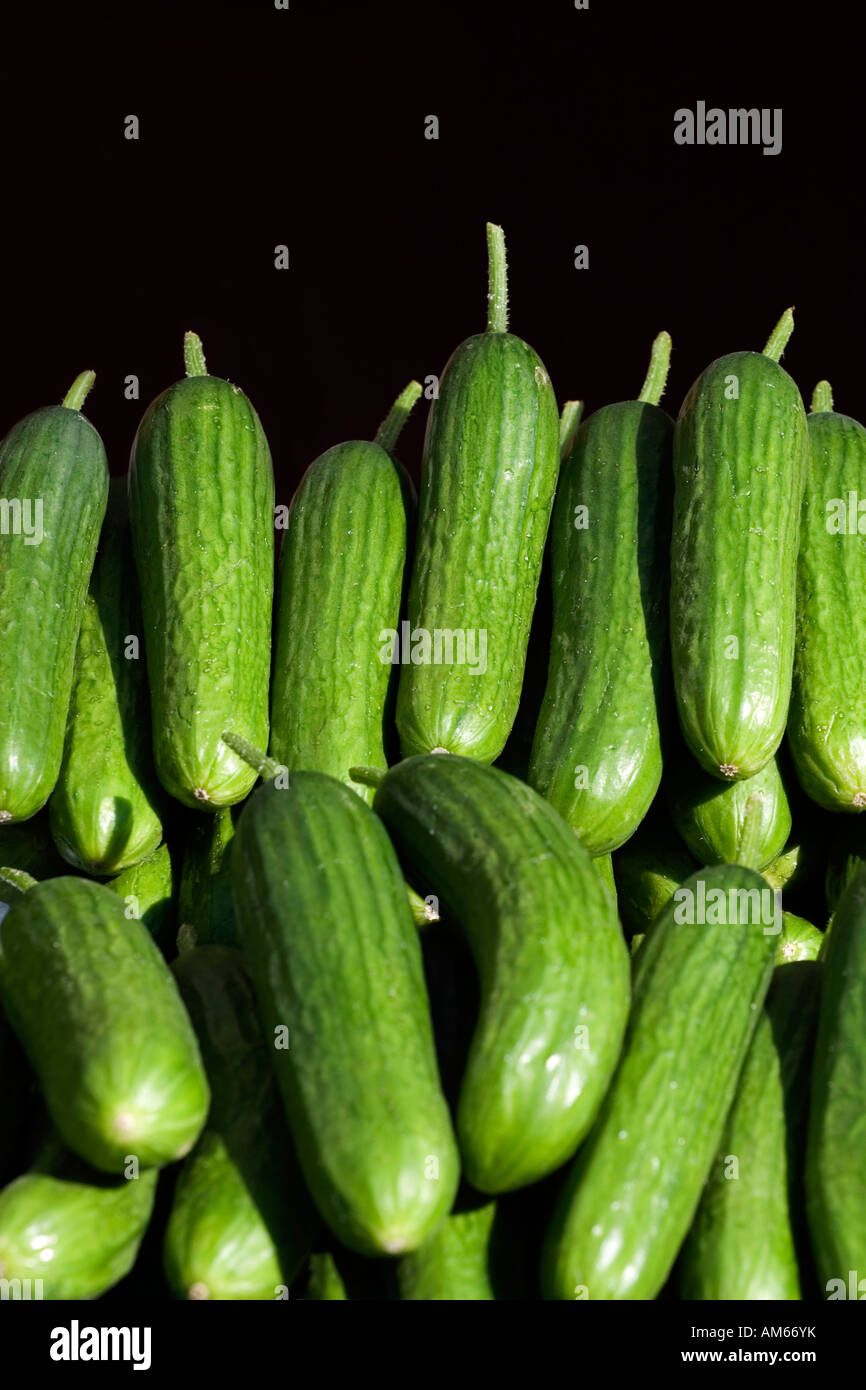 Gurke cucumis sativus -Fotos und -Bildmaterial in hoher Auflösung – Alamy