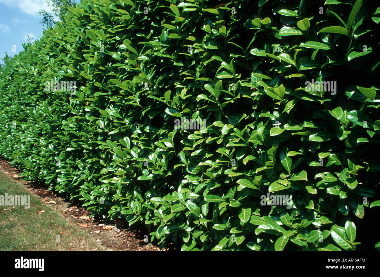 Kirschlorbeer hecke -Fotos und -Bildmaterial in hoher Auflösung – Alamy