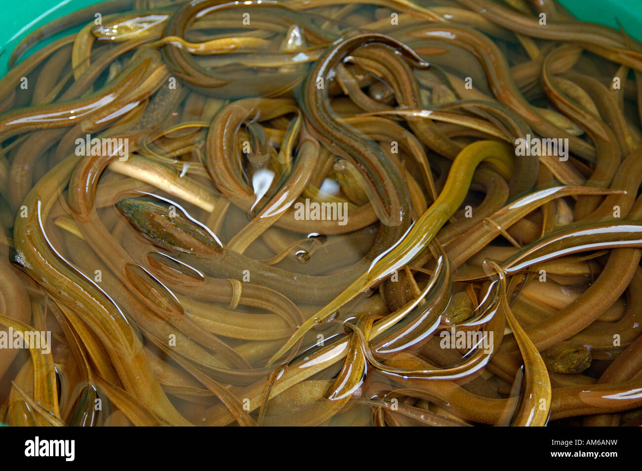 Die aale -Fotos und -Bildmaterial in hoher Auflösung – Alamy