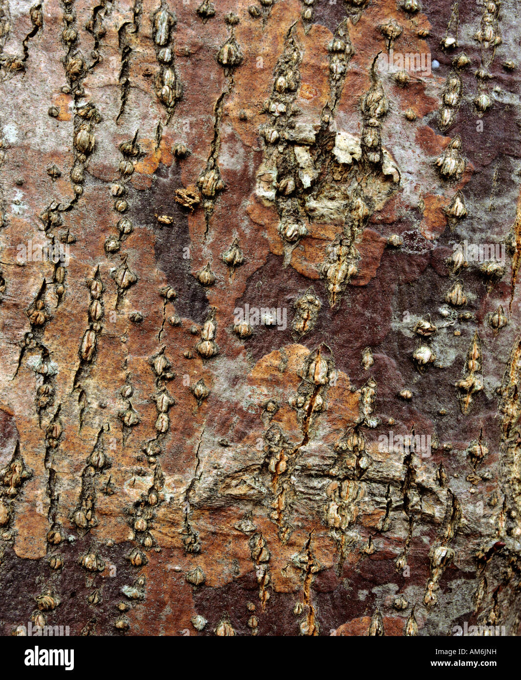 Buche rinde -Fotos und -Bildmaterial in hoher Auflösung – Alamy