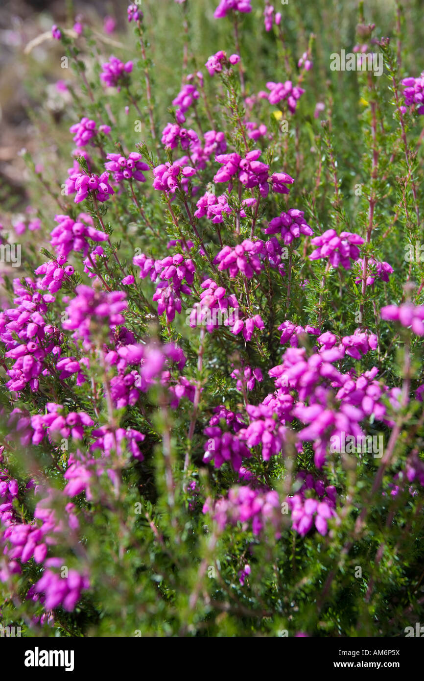 Heather scotland -Fotos und -Bildmaterial in hoher Auflösung – Alamy