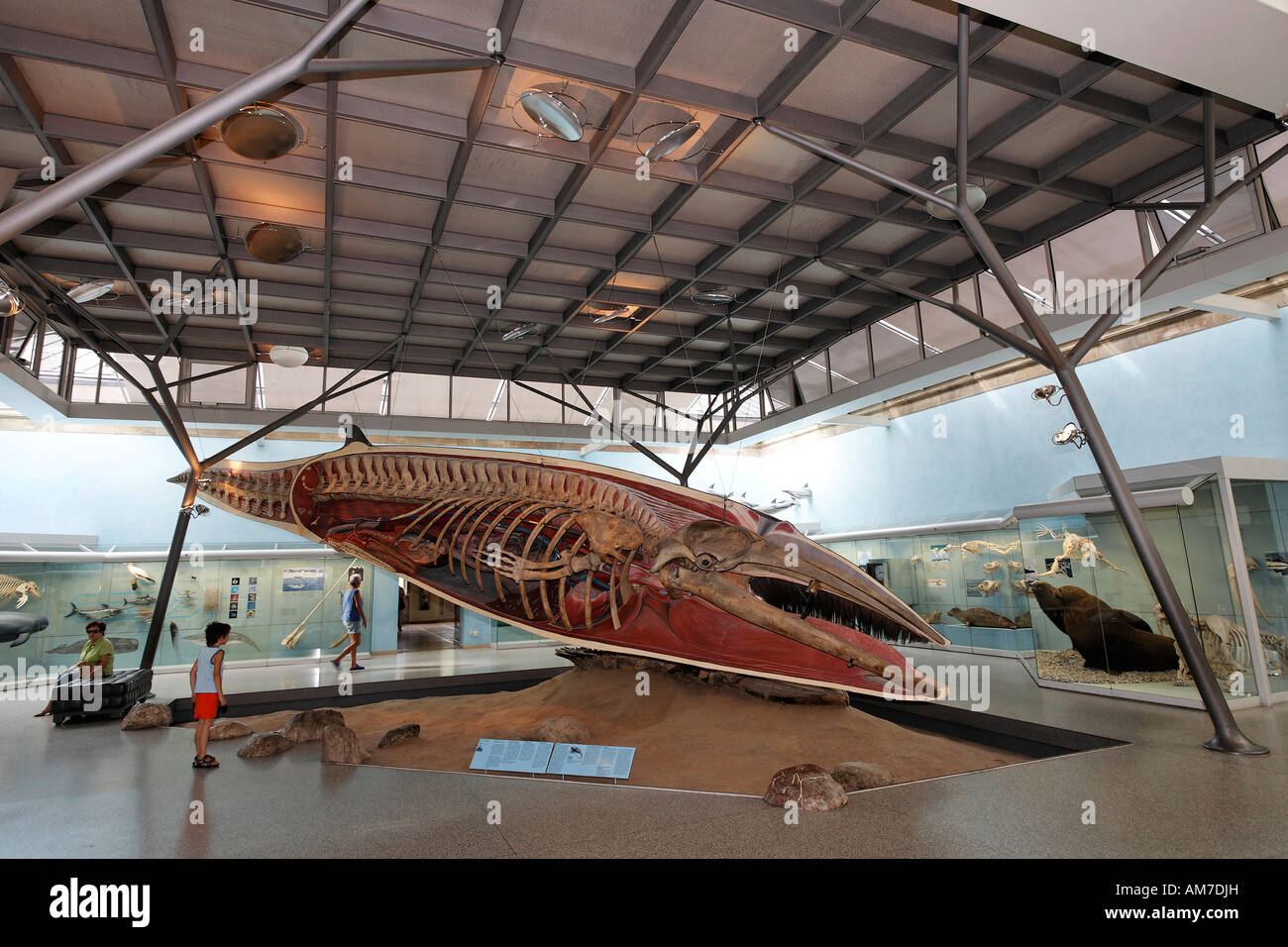 Reproduktion eines Wals, Naturkundemuseum, Schloss Rosenstein ...
