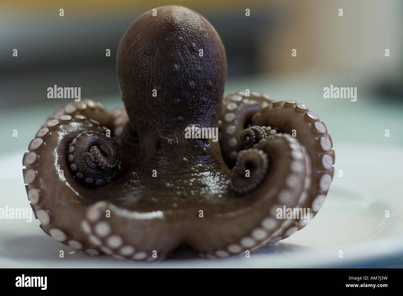 Oktopus kraken -Fotos und -Bildmaterial in hoher Auflösung – Alamy