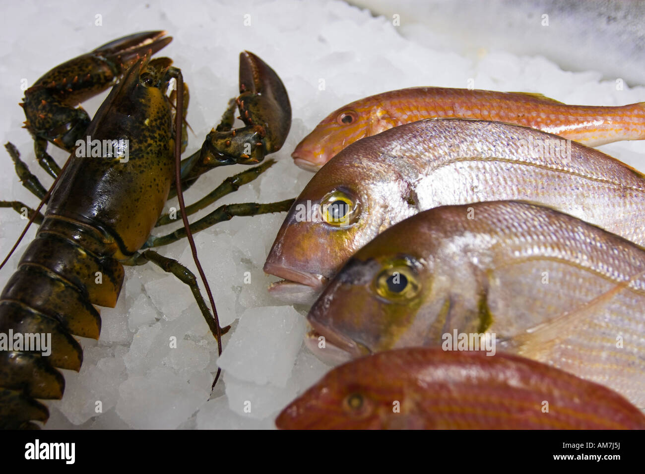 Hummer auf eis -Fotos und -Bildmaterial in hoher Auflösung – Alamy