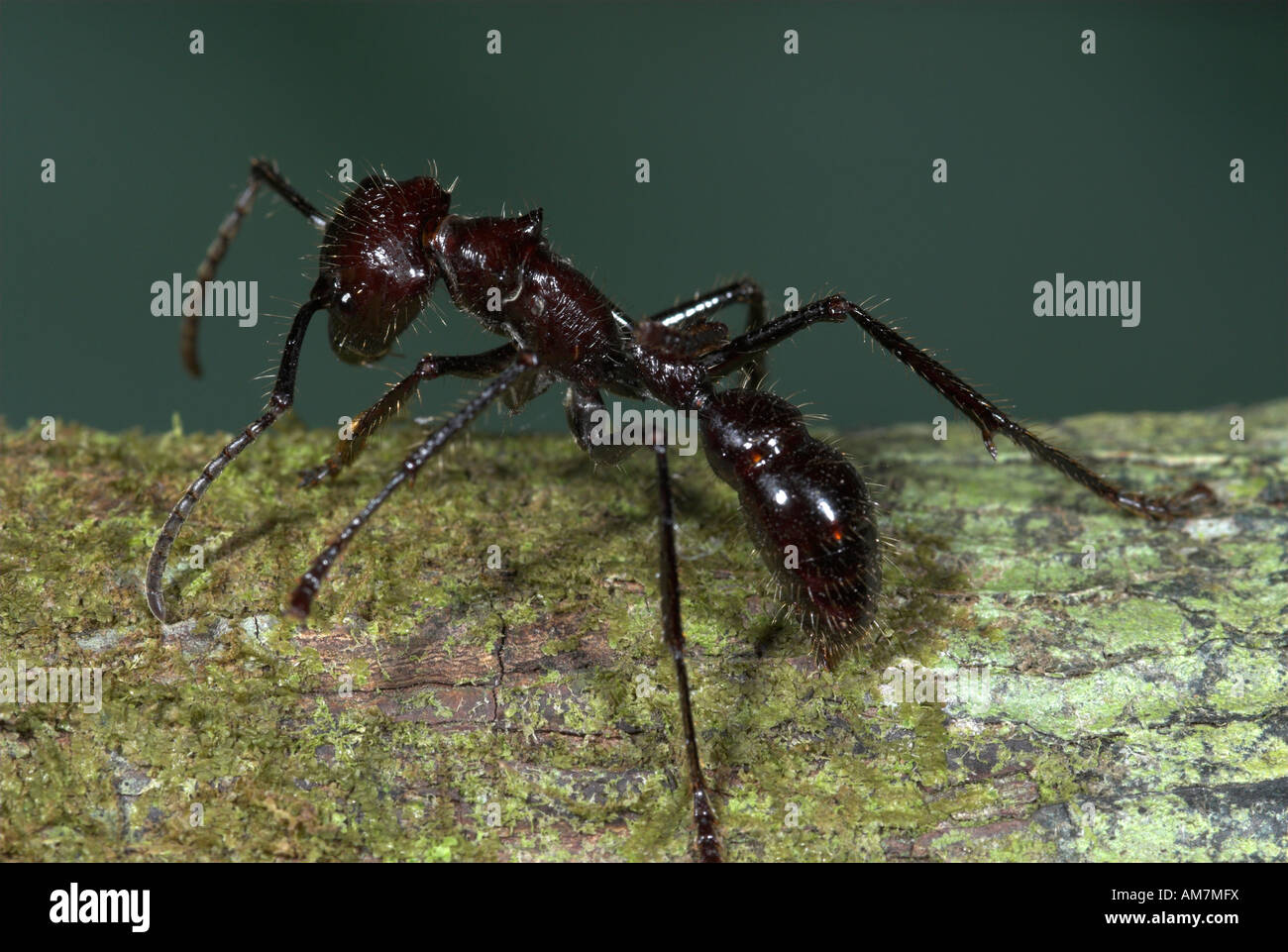 Gewehrkugel ameise -Fotos und -Bildmaterial in hoher Auflösung – Alamy