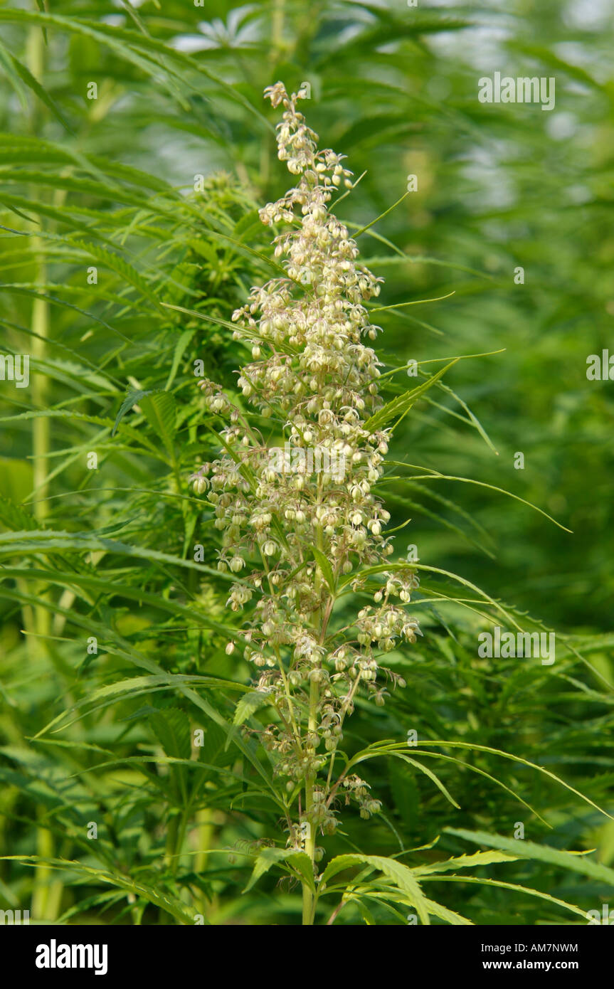 Blüte der männlichen Hanfpflanze Stockfotografie - Alamy