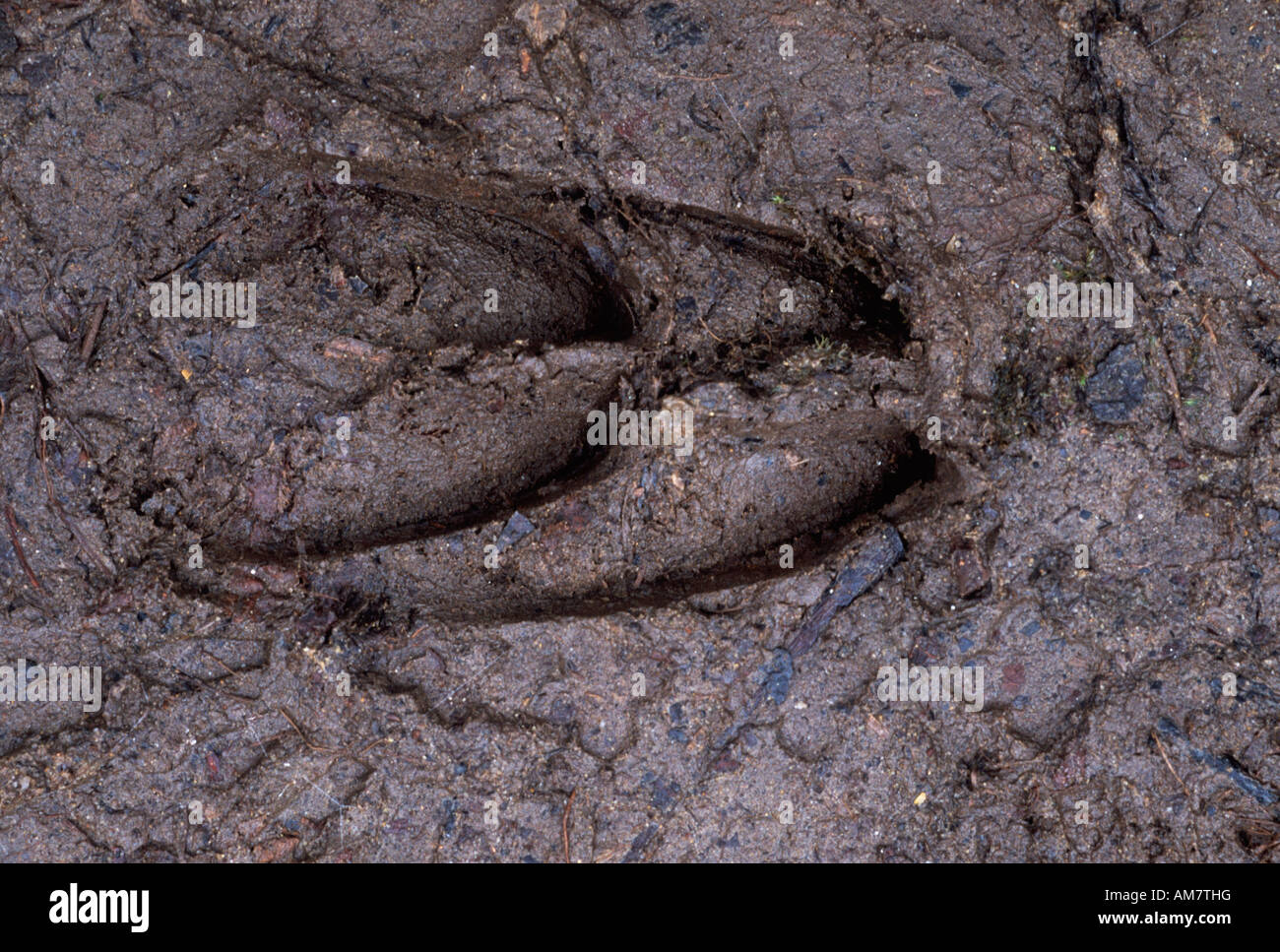 Fußabdruck hirsch -Fotos und -Bildmaterial in hoher Auflösung – Alamy