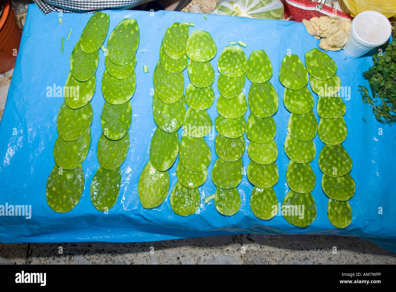 Kaktus nopal -Fotos und -Bildmaterial in hoher Auflösung – Alamy