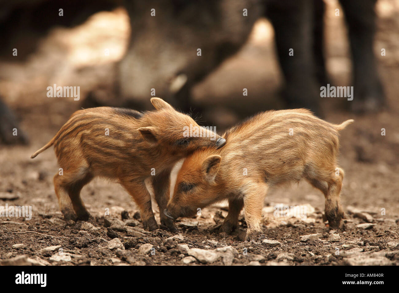Wild Boars Fighting Stockfotos und -bilder Kaufen - Seite 2 - Alamy