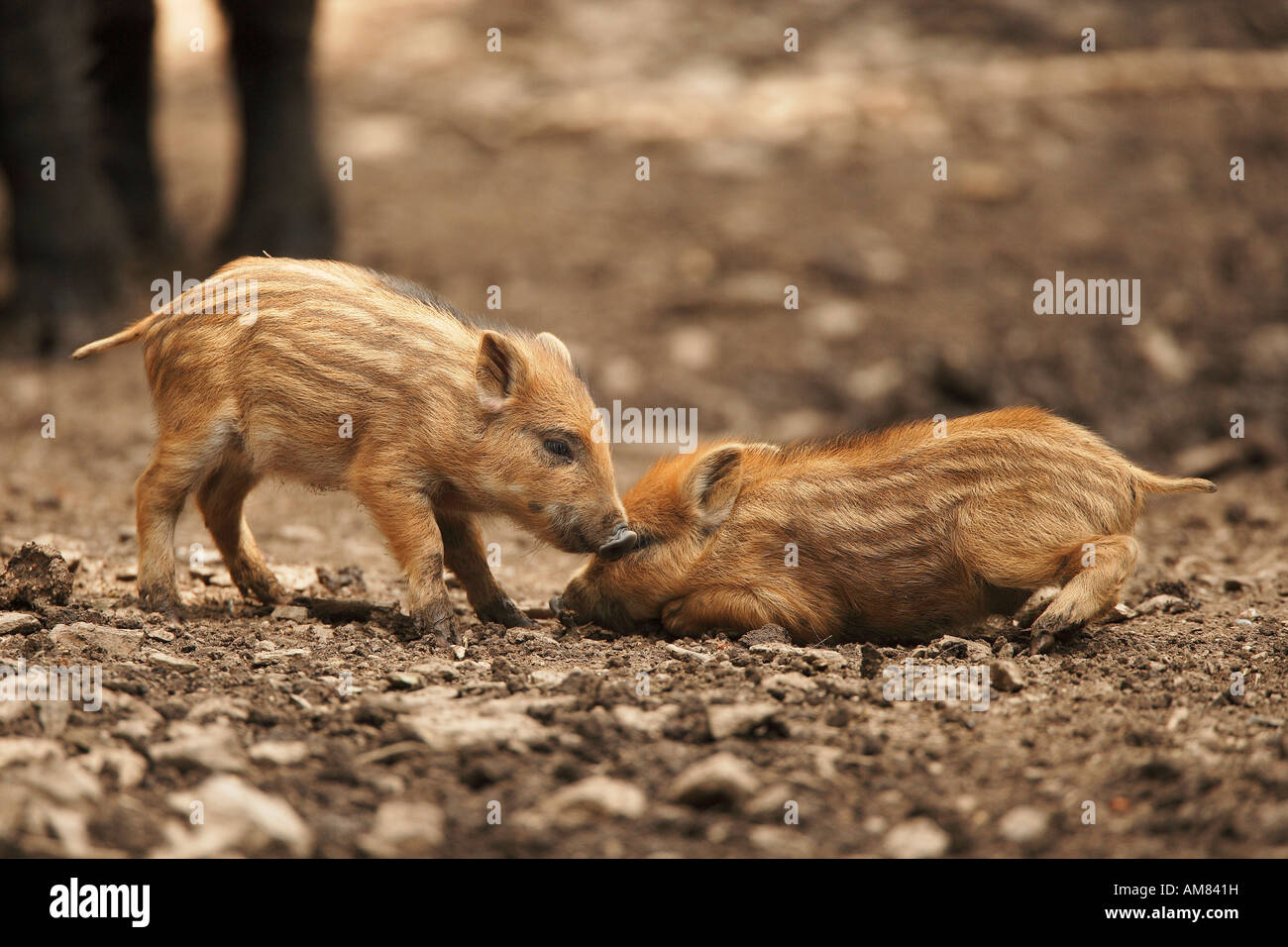 Wild boars fighting -Fotos und -Bildmaterial in hoher Auflösung - Seite 2 - Alamy