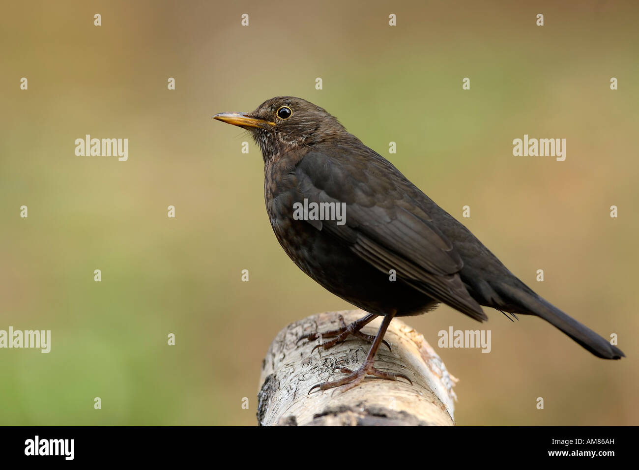 Die amsel -Fotos und -Bildmaterial in hoher Auflösung – Alamy