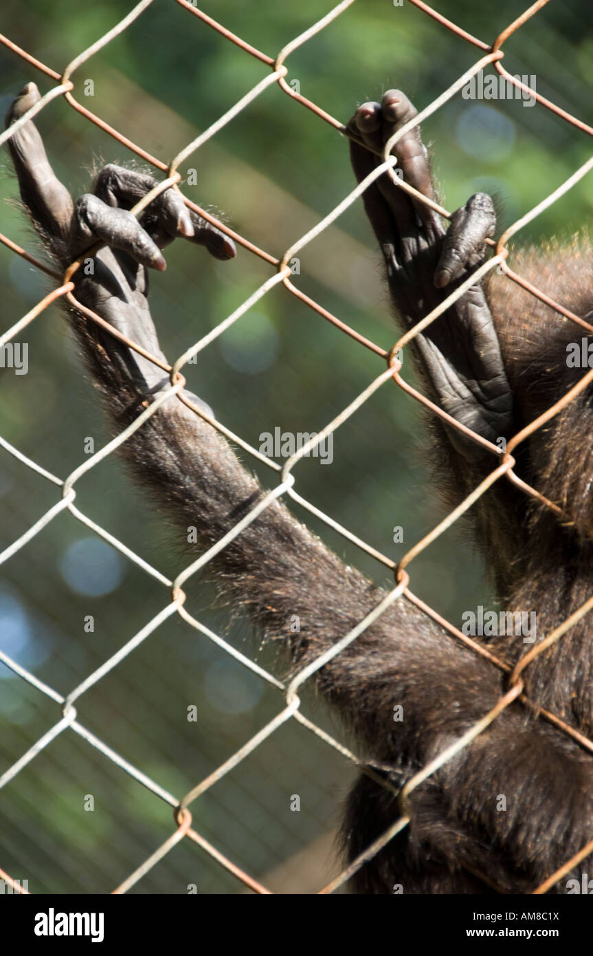 Affenfinger detail -Fotos und -Bildmaterial in hoher Auflösung – Alamy