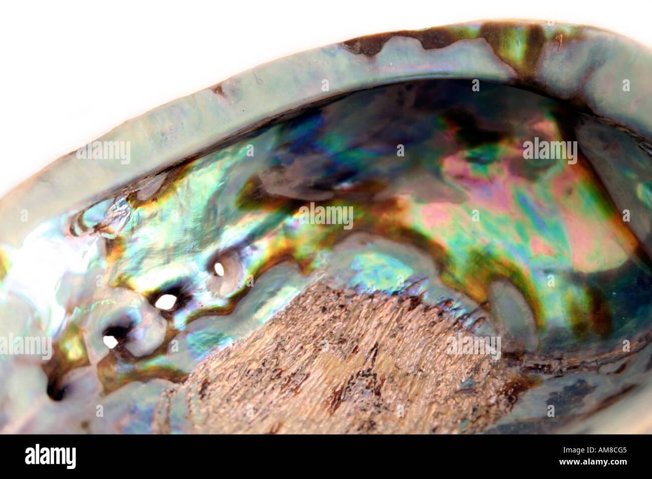 Paua shell abalone -Fotos und -Bildmaterial in hoher Auflösung – Alamy