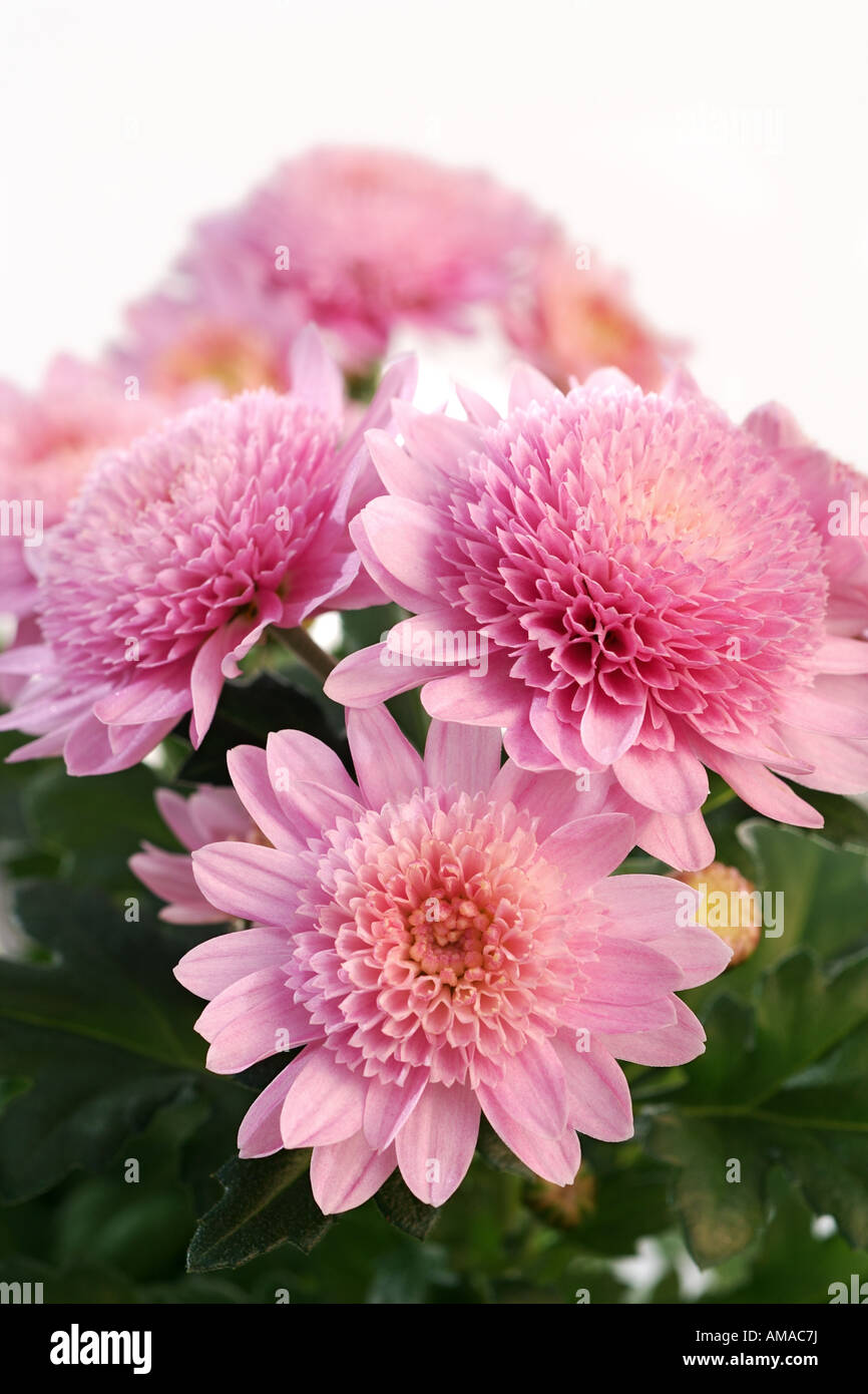 Chrysanthemum x grandiflorum -Fotos und -Bildmaterial in hoher ...