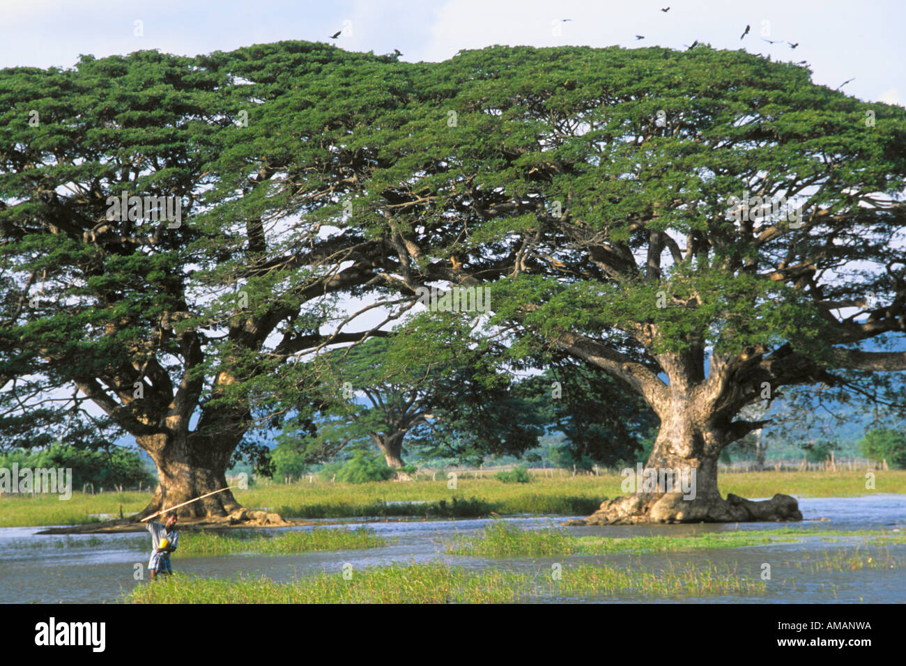 Tissa wewa -Fotos und -Bildmaterial in hoher Auflösung – Alamy