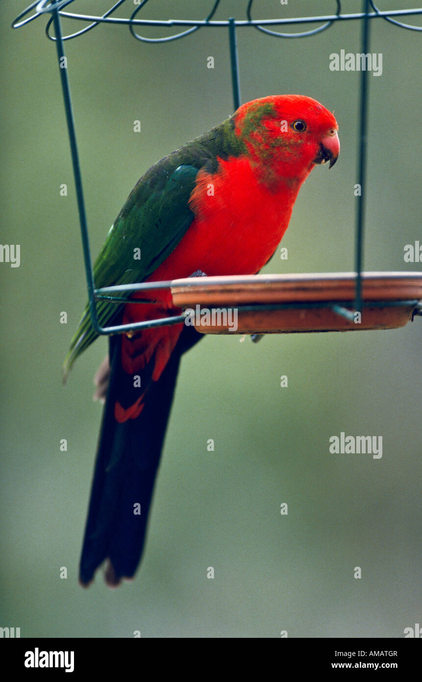 Papagei australien -Fotos und -Bildmaterial in hoher Auflösung – Alamy