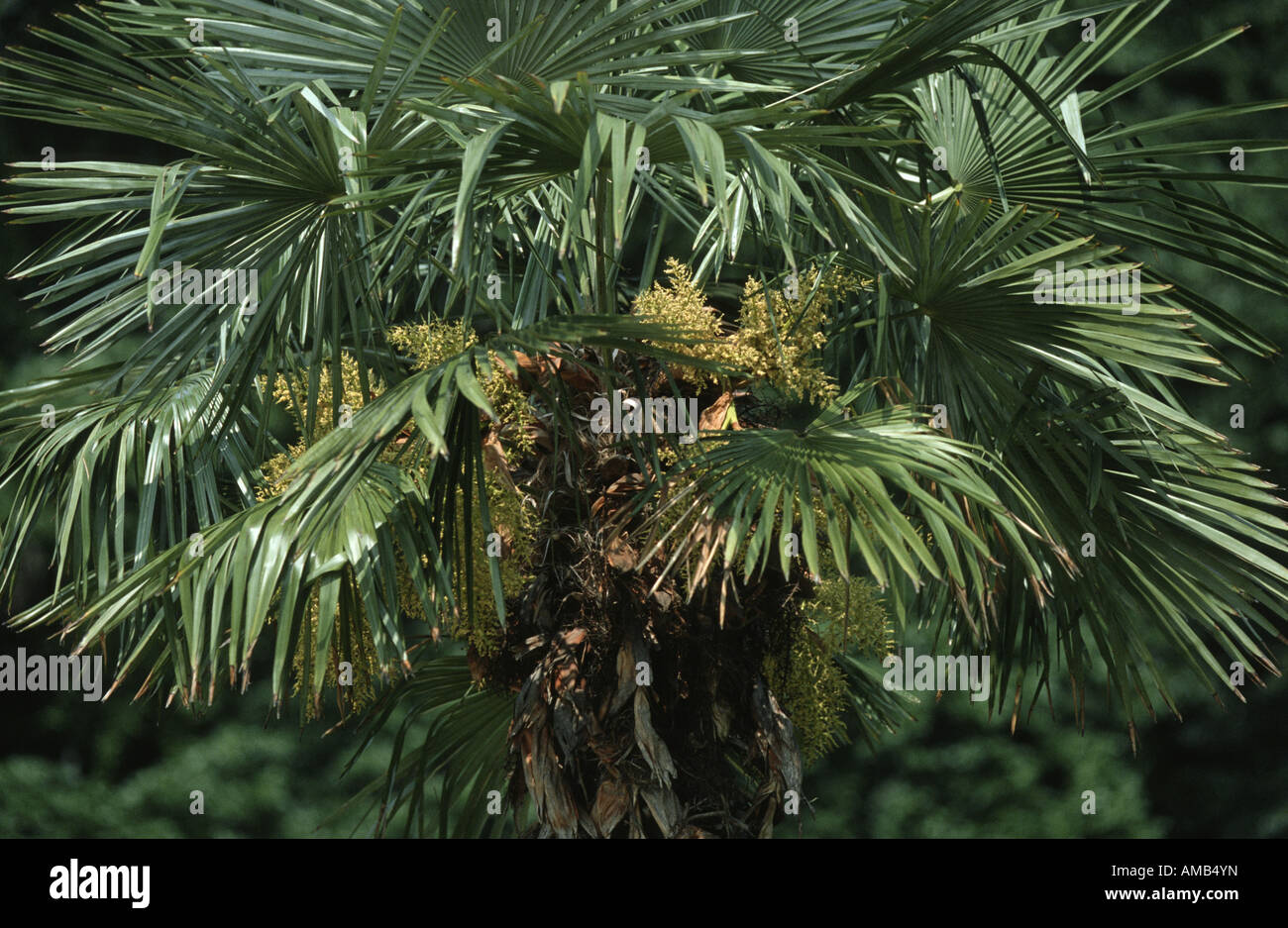 Hanf Palmen Stockfotos und -bilder Kaufen - Alamy