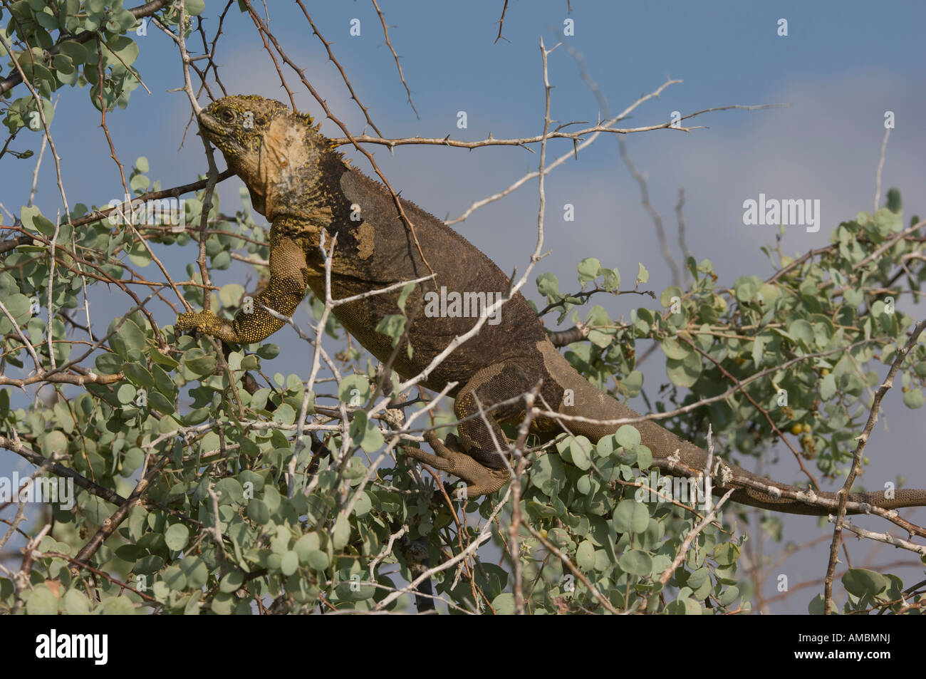Leguan (Canolophus Subcristatus) zu landen. Ein Leguan macht seinen Weg ...