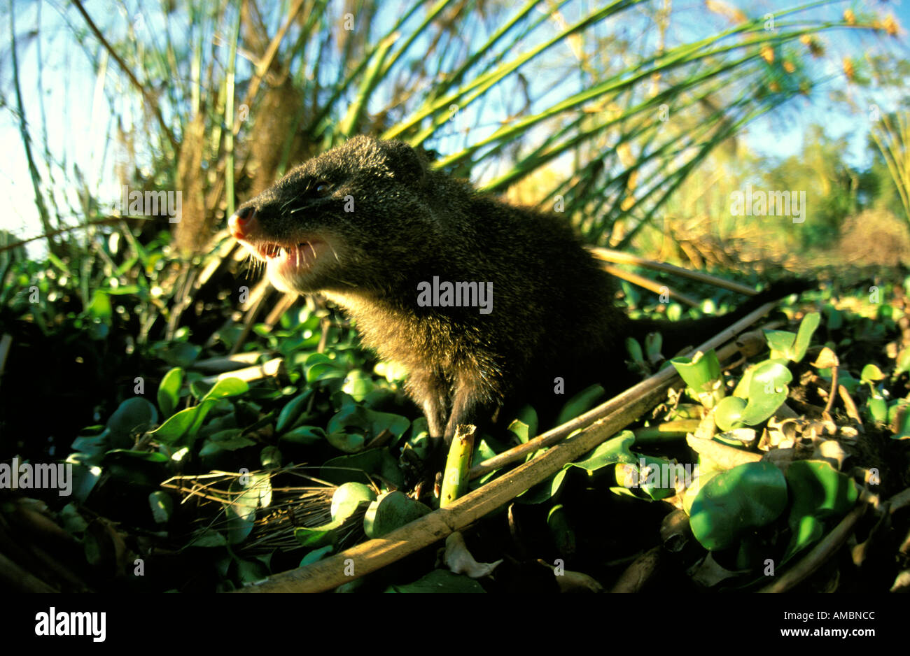 Marsh mongoose -Fotos und -Bildmaterial in hoher Auflösung – Alamy