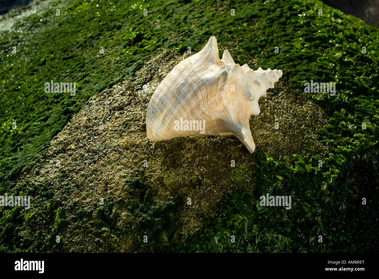 Queen conch shell -Fotos und -Bildmaterial in hoher Auflösung – Alamy
