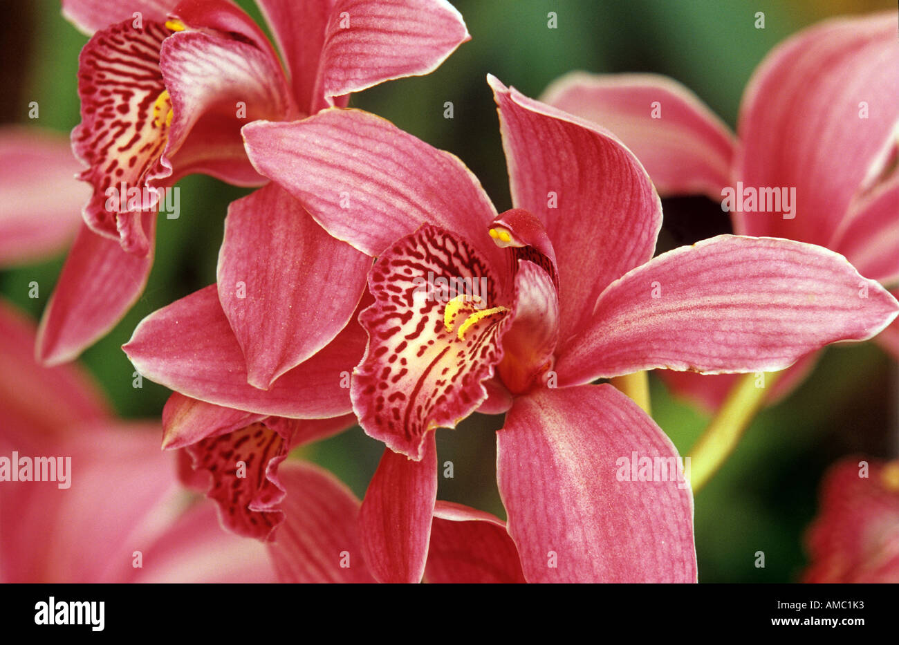 Orchidee cymbidium -Fotos und -Bildmaterial in hoher Auflösung – Alamy