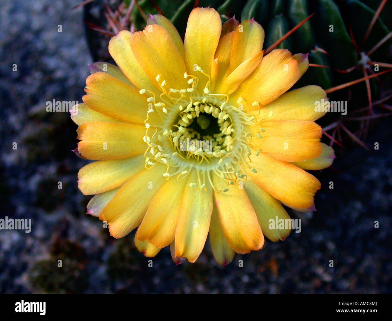 Lobivia lobivia pentlandii -Fotos und -Bildmaterial in hoher Auflösung ...