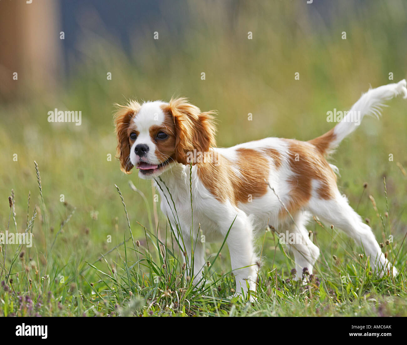 Cavalier King Charles Spaniel Hund - Welpe, stehend auf Wiese ...