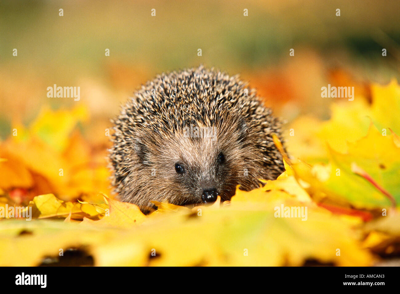 Igel niedlich -Fotos und -Bildmaterial in hoher Auflösung – Alamy