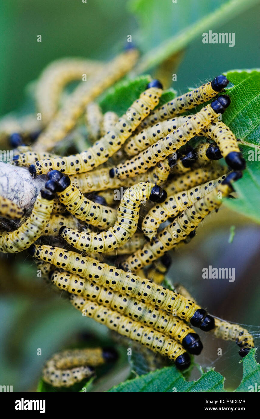Mehrere raupen krabbeln -Fotos und -Bildmaterial in hoher Auflösung – Alamy
