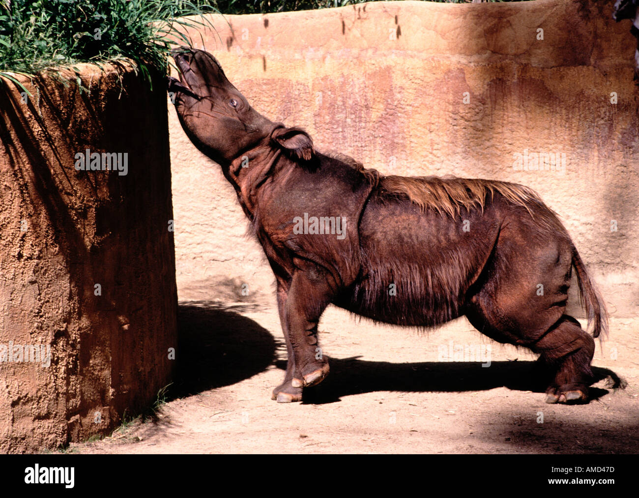 Sumatra nashorn weiblich -Fotos und -Bildmaterial in hoher Auflösung ...