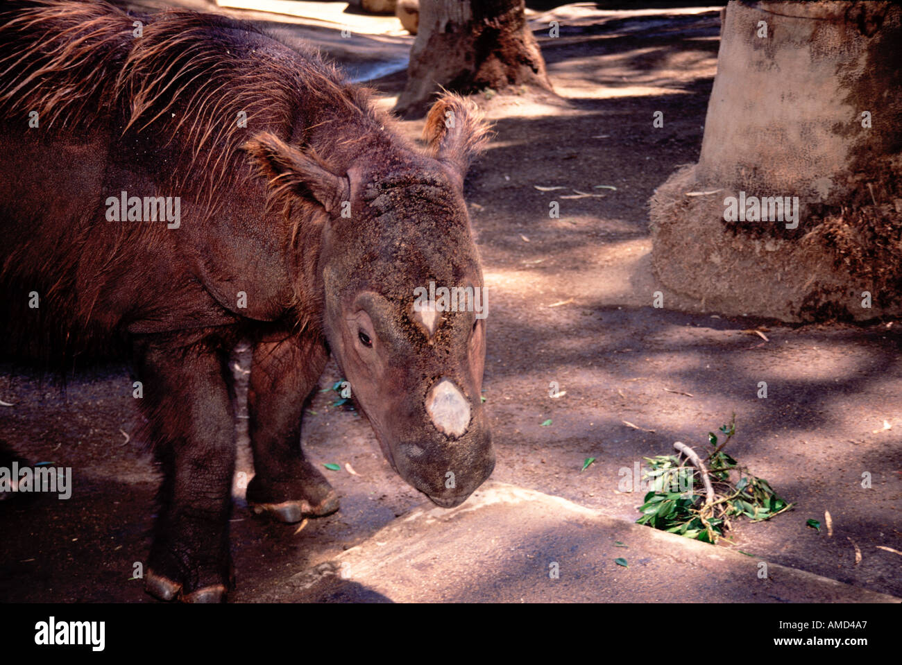 Nashorn sumatrensis -Fotos und -Bildmaterial in hoher Auflösung – Alamy