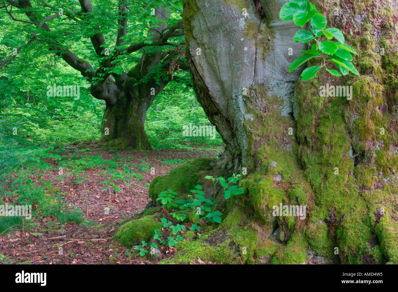 Alte Buche Bäume im Wald, Nationalpark Kellerwald-Edersee, Hessen ...