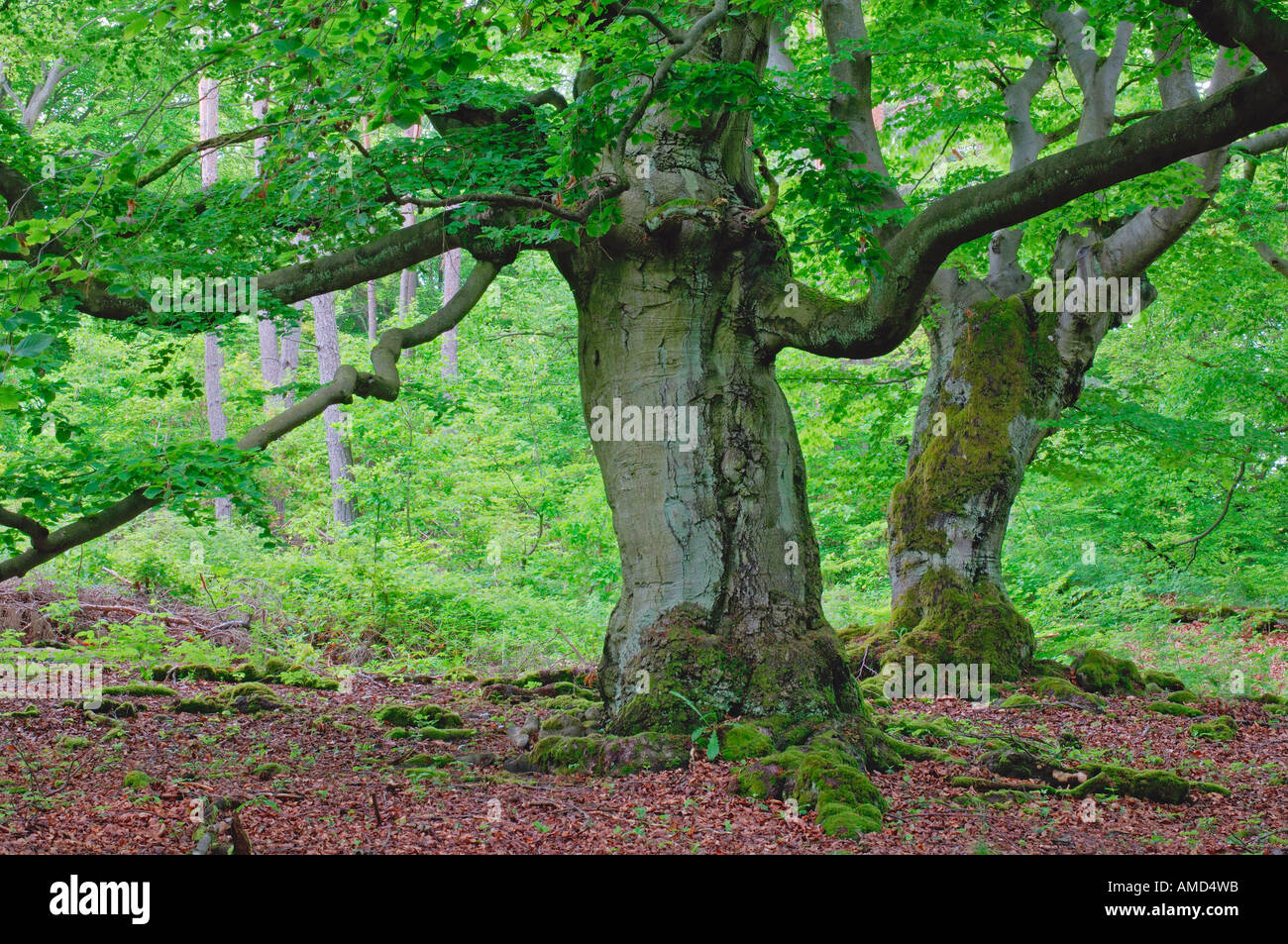 Knorrige alte buche fagus sylvatica -Fotos und -Bildmaterial in hoher ...