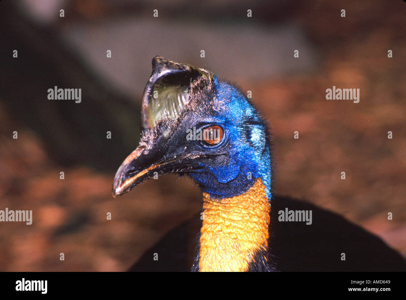 Single wattled cassowary -Fotos und -Bildmaterial in hoher Auflösung ...