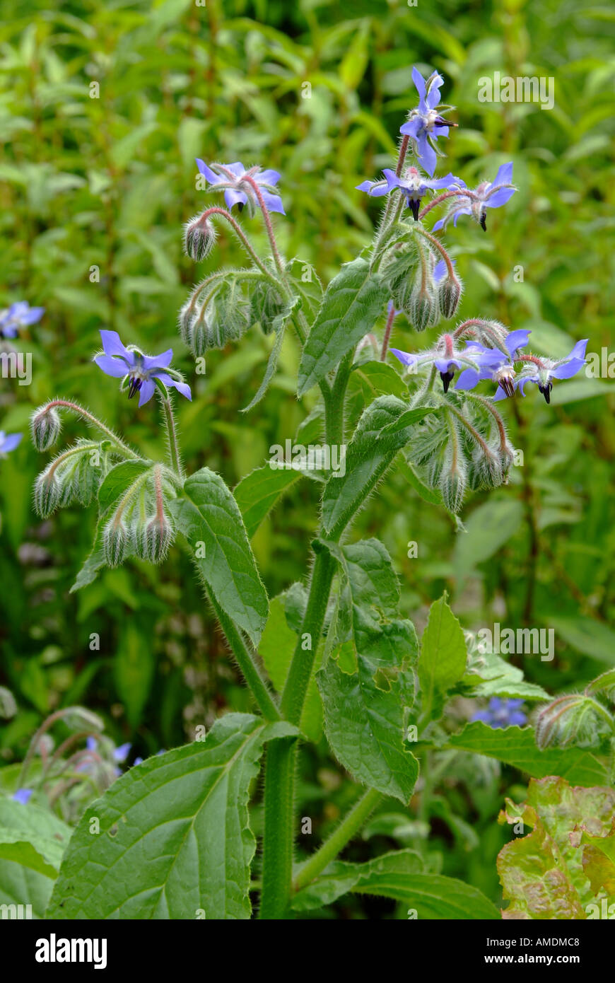 Borretsch officinalis -Fotos und -Bildmaterial in hoher Auflösung – Alamy