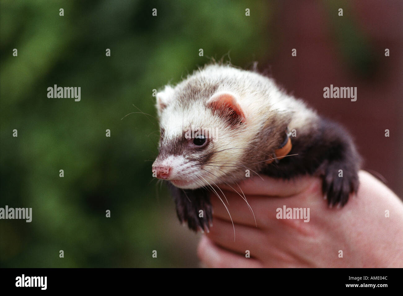 Frettchen spielen -Fotos und -Bildmaterial in hoher Auflösung – Alamy