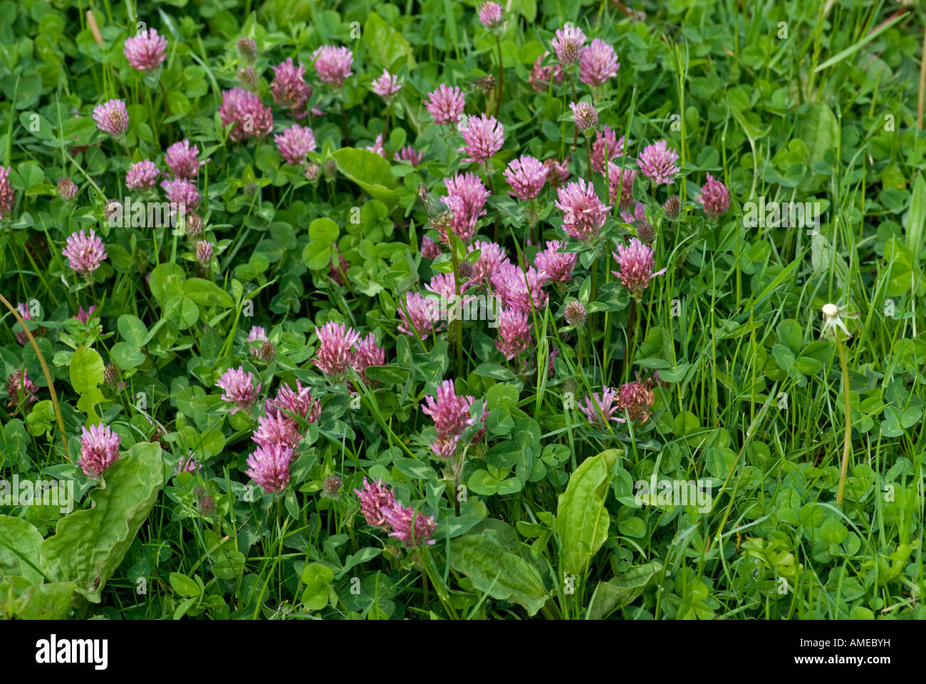 Roter kleeblatt -Fotos und -Bildmaterial in hoher Auflösung – Alamy