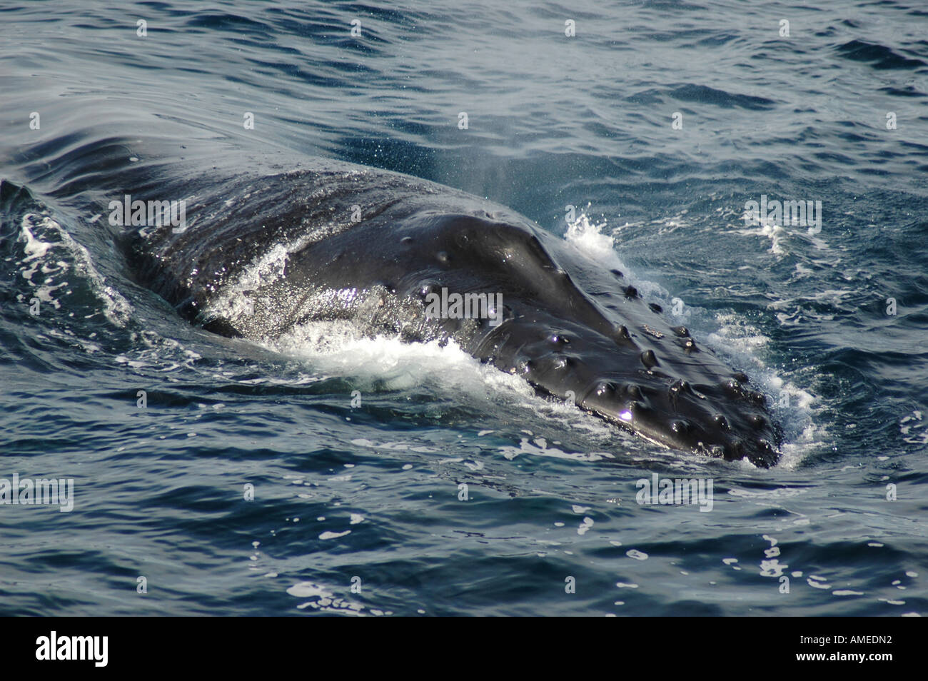 Buckelwal schnauze -Fotos und -Bildmaterial in hoher Auflösung – Alamy
