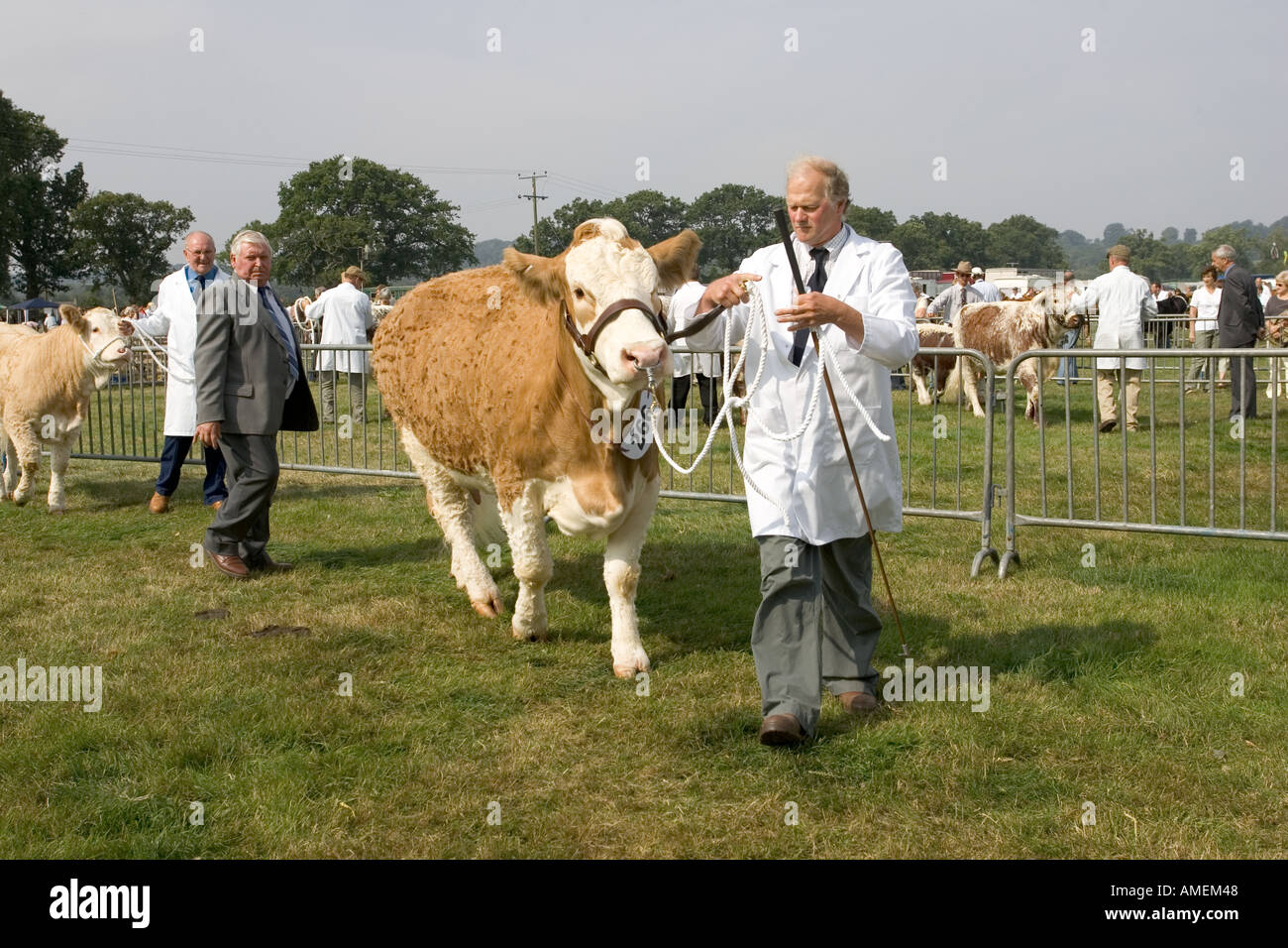 Simmental bull -Fotos und -Bildmaterial in hoher Auflösung – Alamy