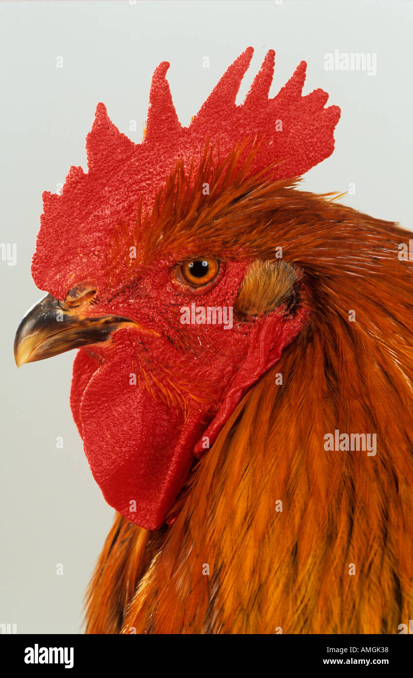 Hahn rasse -Fotos und -Bildmaterial in hoher Auflösung – Alamy